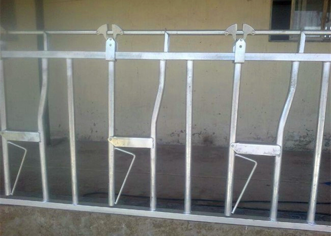 Farms Hot Dipped Galvanized Cow Head Lock For 7-12 Months Old Cows