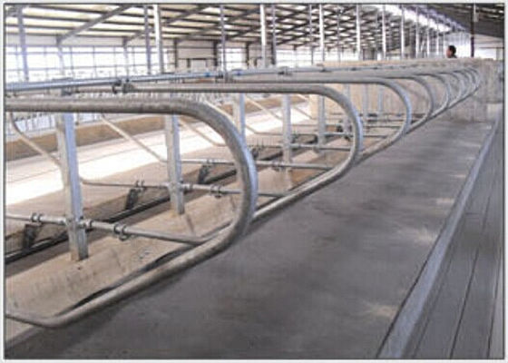 3mm Thickness Galvanized Pipe Cow Free Stall For Dairy Cow Farms